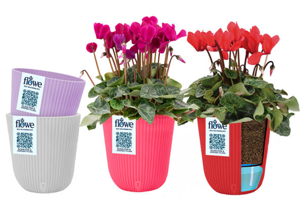Flowe - Westbrook Greenhouses Limited